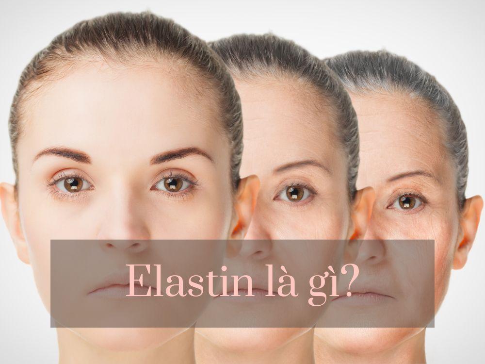 Elastin là gì? Vai trò của elastin đối với da và cách bổ sung elastin ...